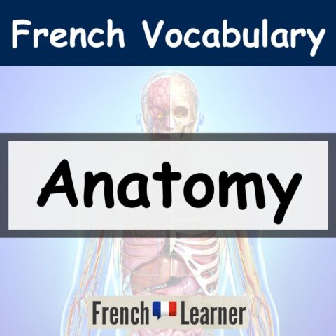 French Anatomy Terms | FrenchLearner Vocabulary