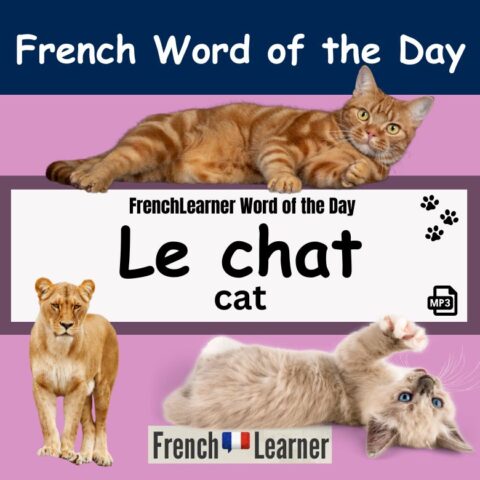 Chat - cat in French | FrenchLearner Word of the Day
